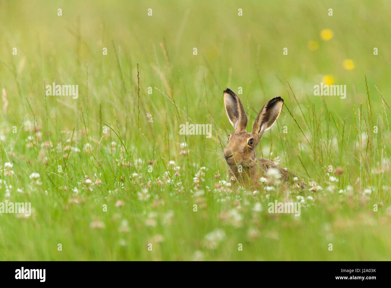 Brown hare in long grass hi-res stock photography and images - Alamy