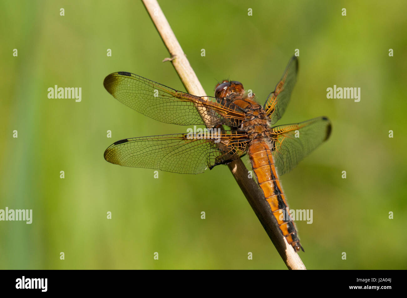 Scarce species hi-res stock photography and images - Alamy
