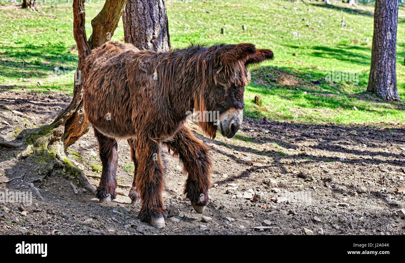 Tree animal wildlife donkey hi-res stock photography and images - Alamy