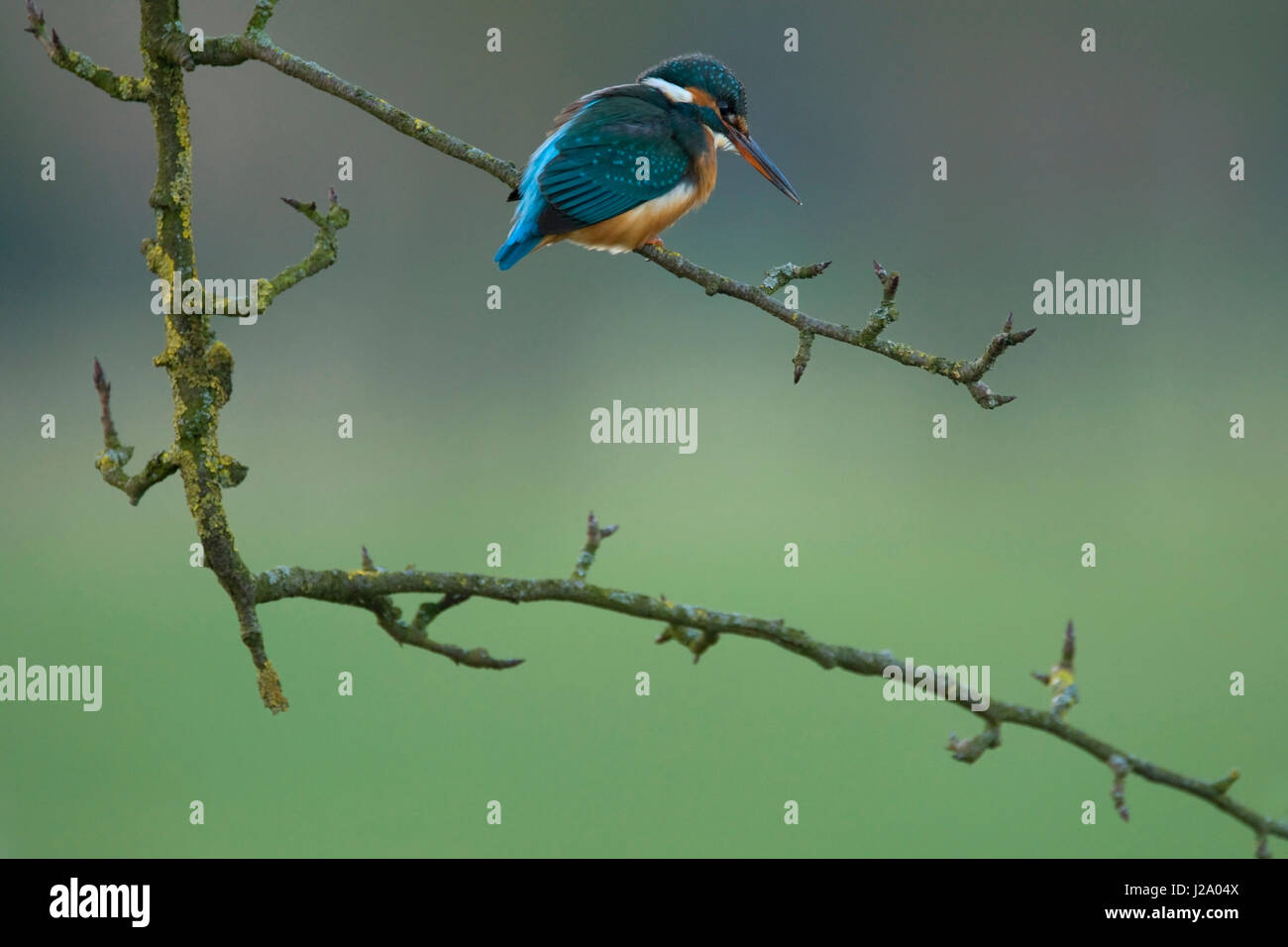 Kingfisher on a fruit tree branch searching for fish Stock Photo - Alamy