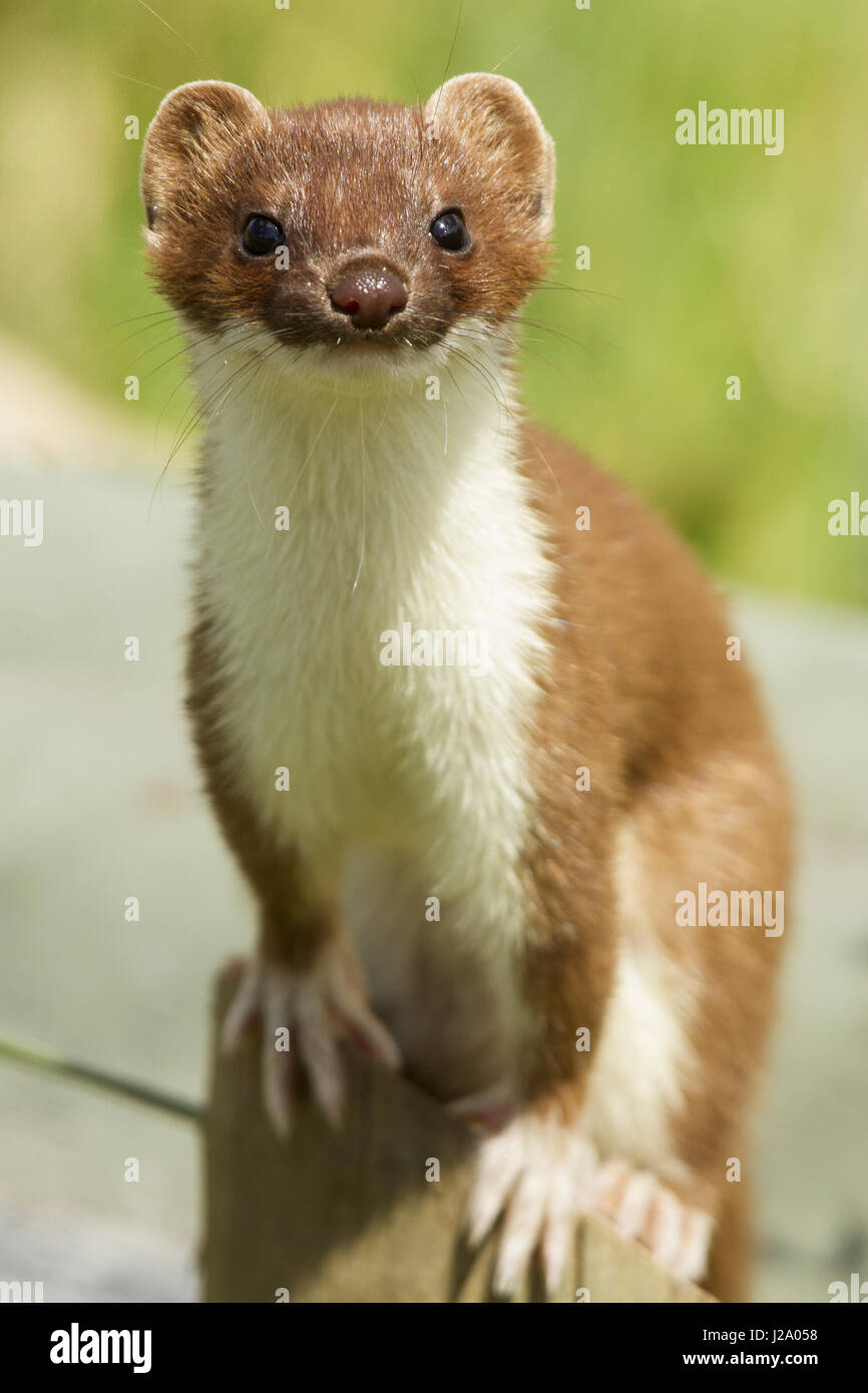 Mustela erminea hi-res stock photography and images - Alamy