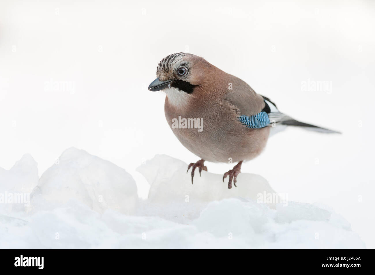 Jay sitting on ice blocks with white background Stock Photo - Alamy