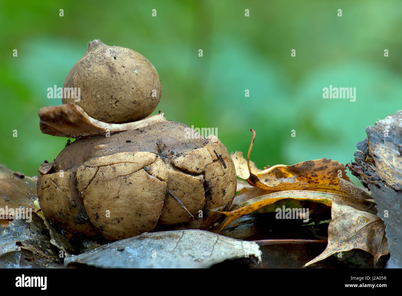 Collared Earth Star (Geastrum triplex Stock Photo - Alamy