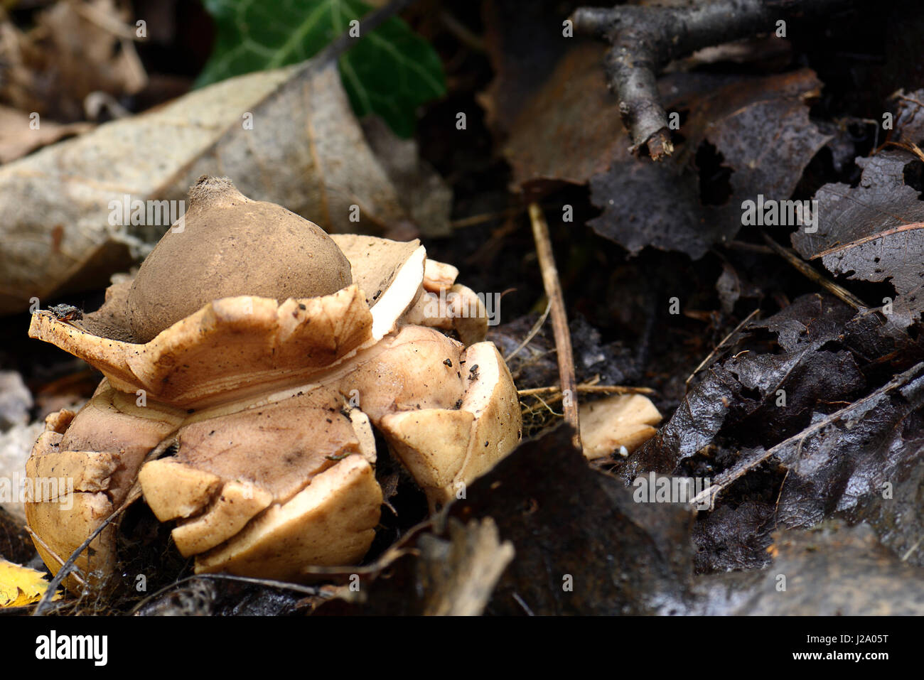 Collared Earth Star (Geastrum triplex Stock Photo - Alamy