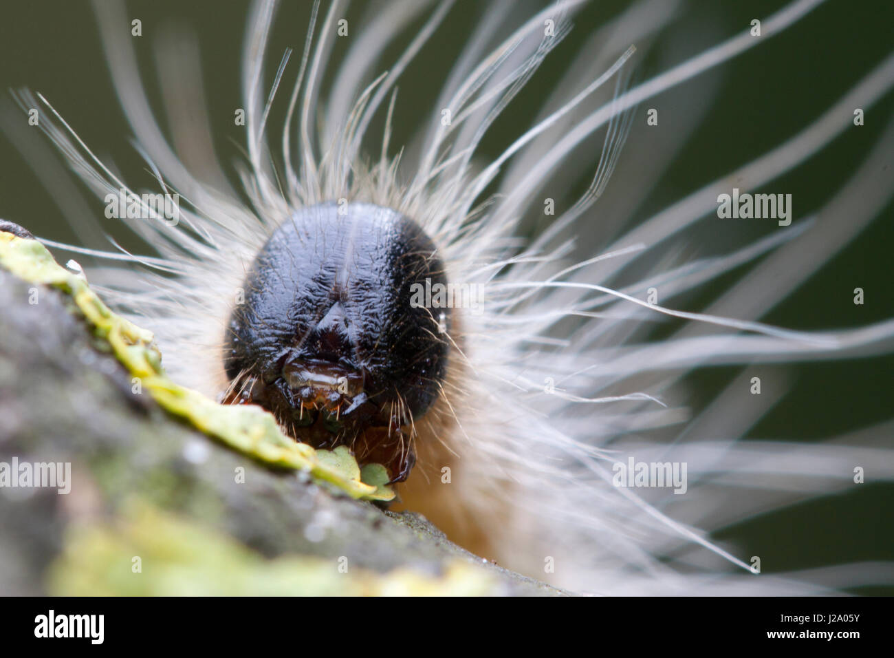 Oak processionary moth hi-res stock photography and images - Alamy