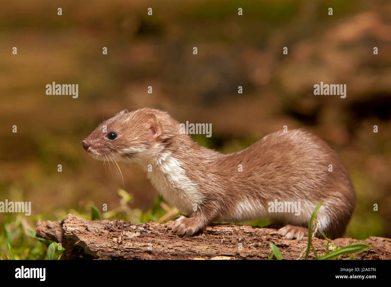 Least weasel hi-res stock photography and images - Alamy