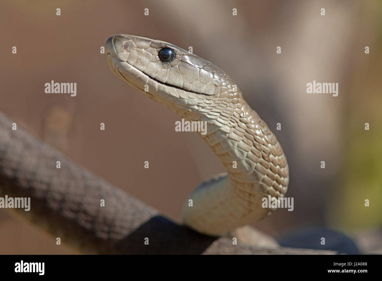 Portrait of a black mamba Stock Photo - Alamy