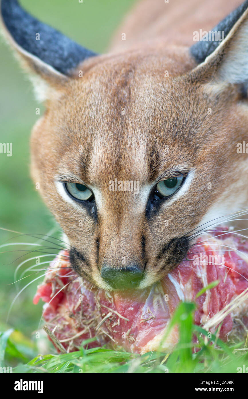 Caracal Eating