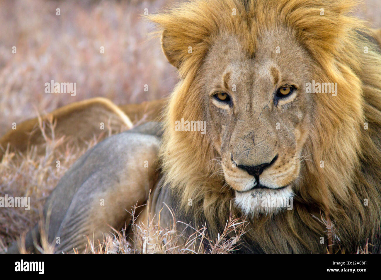 Alfa male lion hi-res stock photography and images - Alamy