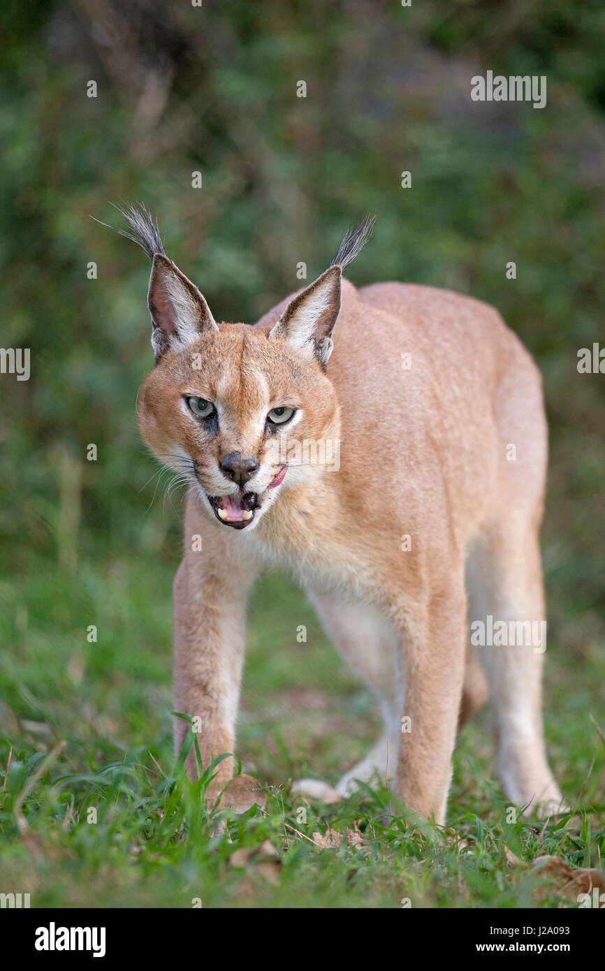Caracal head hi-res stock photography and images - Alamy
