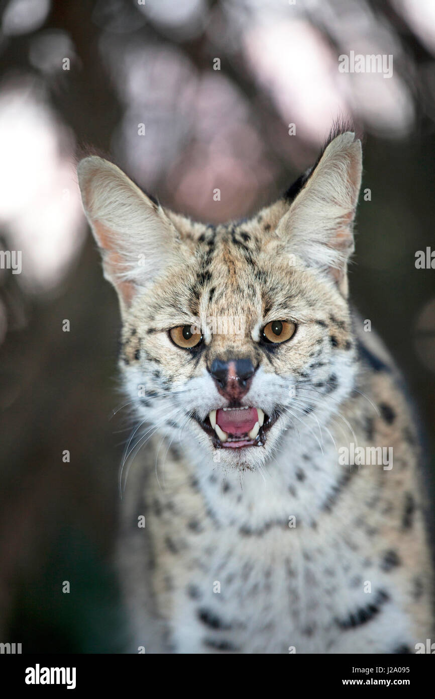 portrait of a serval Stock Photo - Alamy