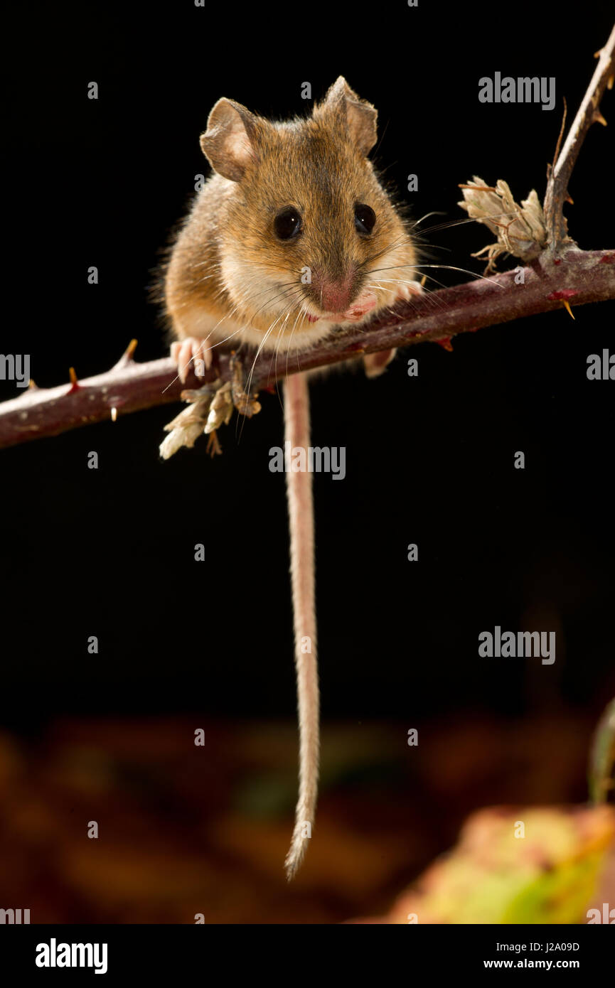 Common species in europe hi-res stock photography and images - Alamy