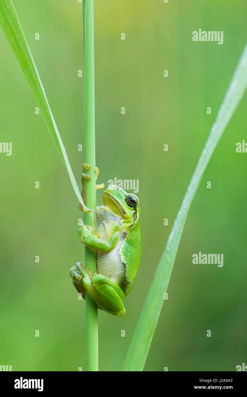 Portrait of an European Tree Frog on a blade of grass Stock Photo - Alamy