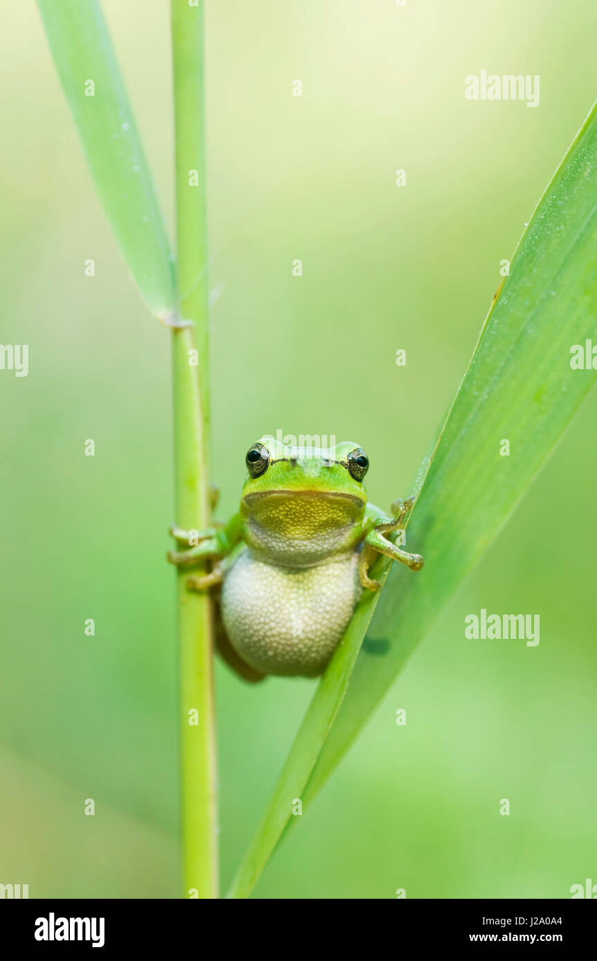 Green tree frog grass hi-res stock photography and images - Alamy