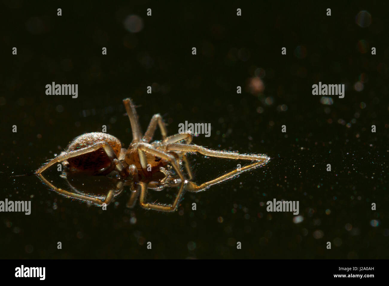 spider on the water Stock Photo - Alamy
