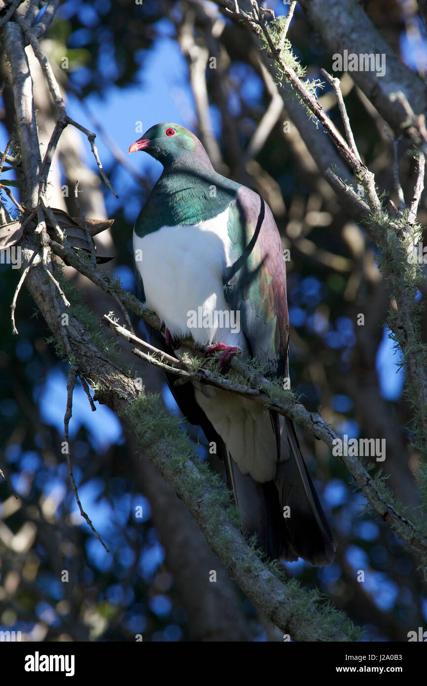 Kereru or Wood Pigeon Stock Photo - Alamy