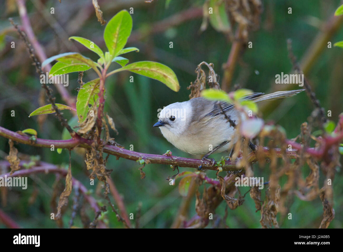 Whitehead (Mohoua albicilla) or Popokotea Stock Photo - Alamy