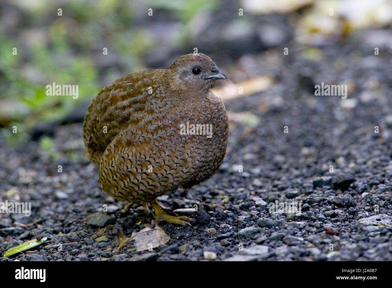 Brown Quail (Coturnix ypsilophora), also known as Swamp Quail Stock ...