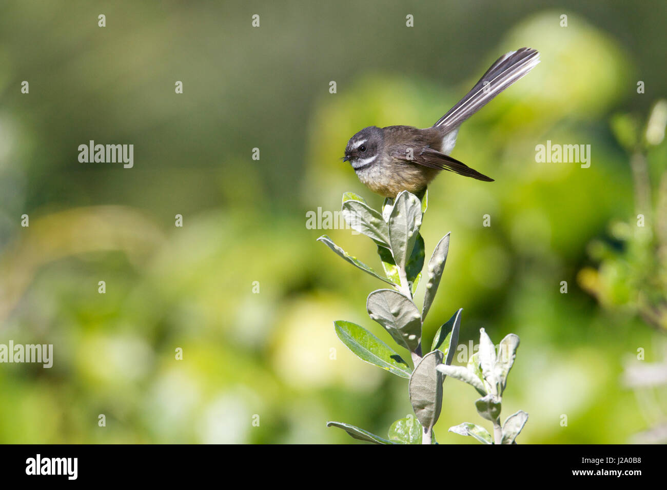 New Zealand Fantail (Rhipidura fuliginosa Stock Photo - Alamy