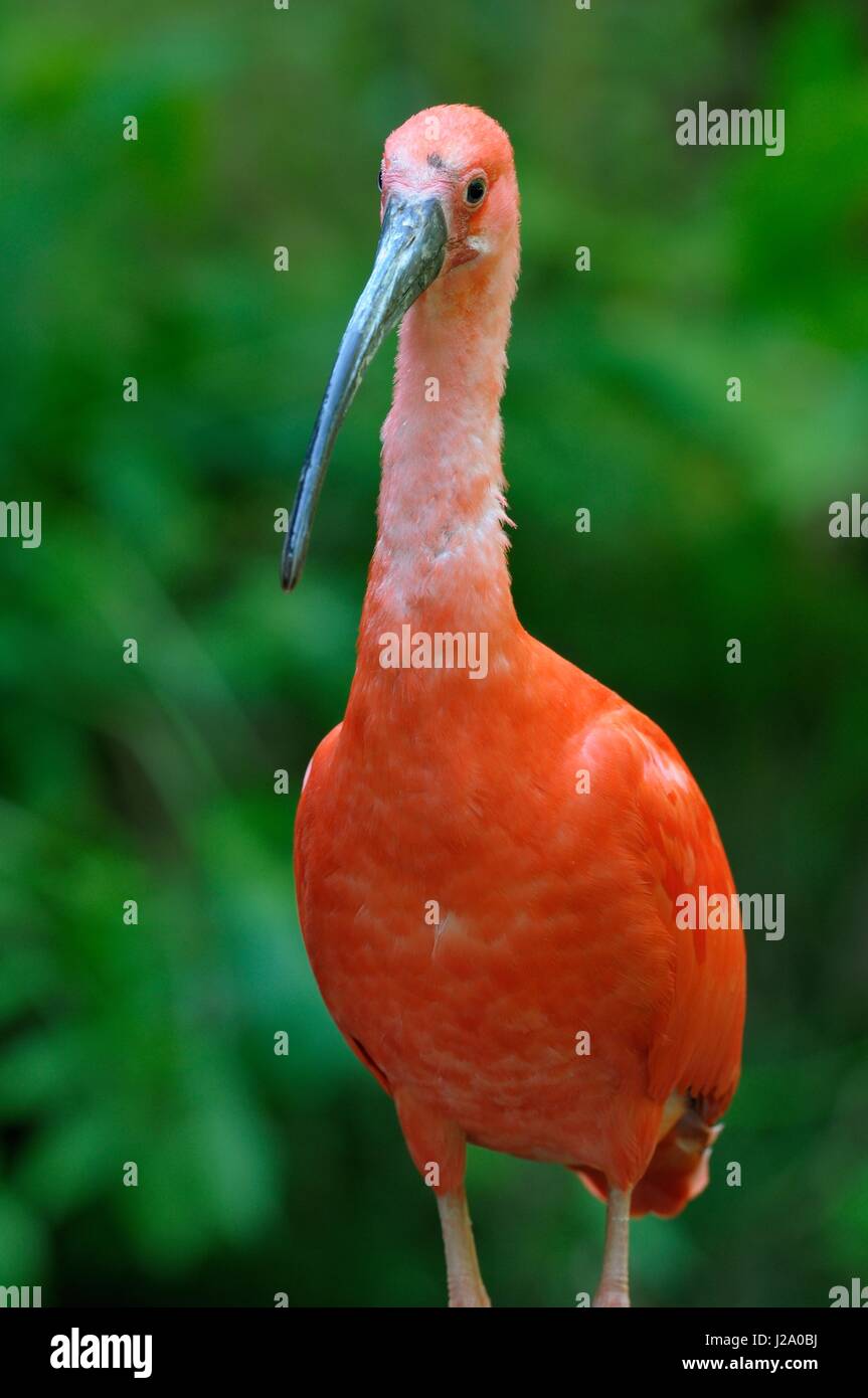 Scarlet ibis hi-res stock photography and images - Alamy