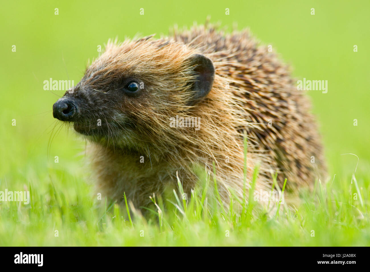 Curious insects hi-res stock photography and images - Alamy