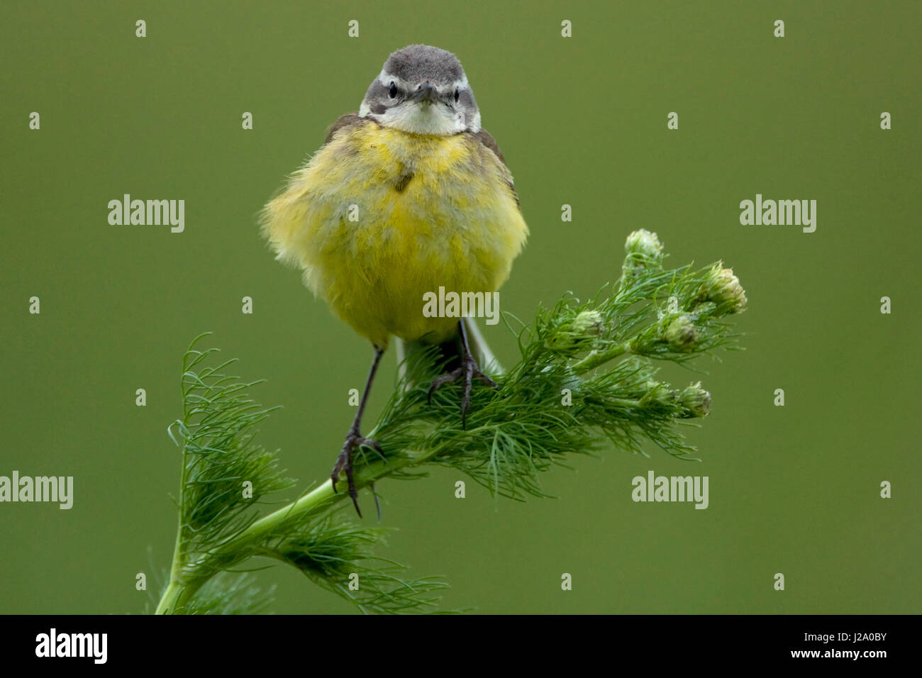 Blue headed wagtail hi-res stock photography and images - Alamy