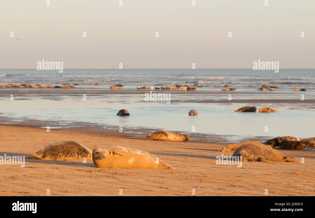 Colony Of Seals High Resolution Stock Photography and Images - Alamy