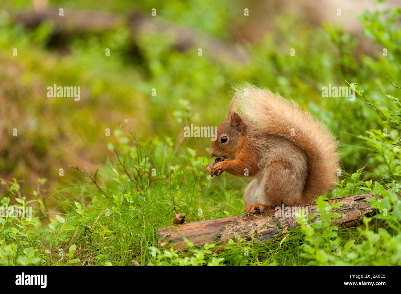 Lupus vulgaris hi-res stock photography and images - Alamy