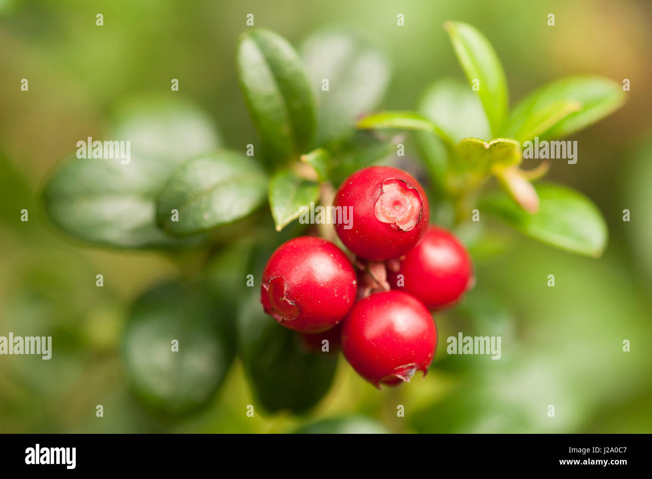 Lingonberry hi-res stock photography and images - Alamy