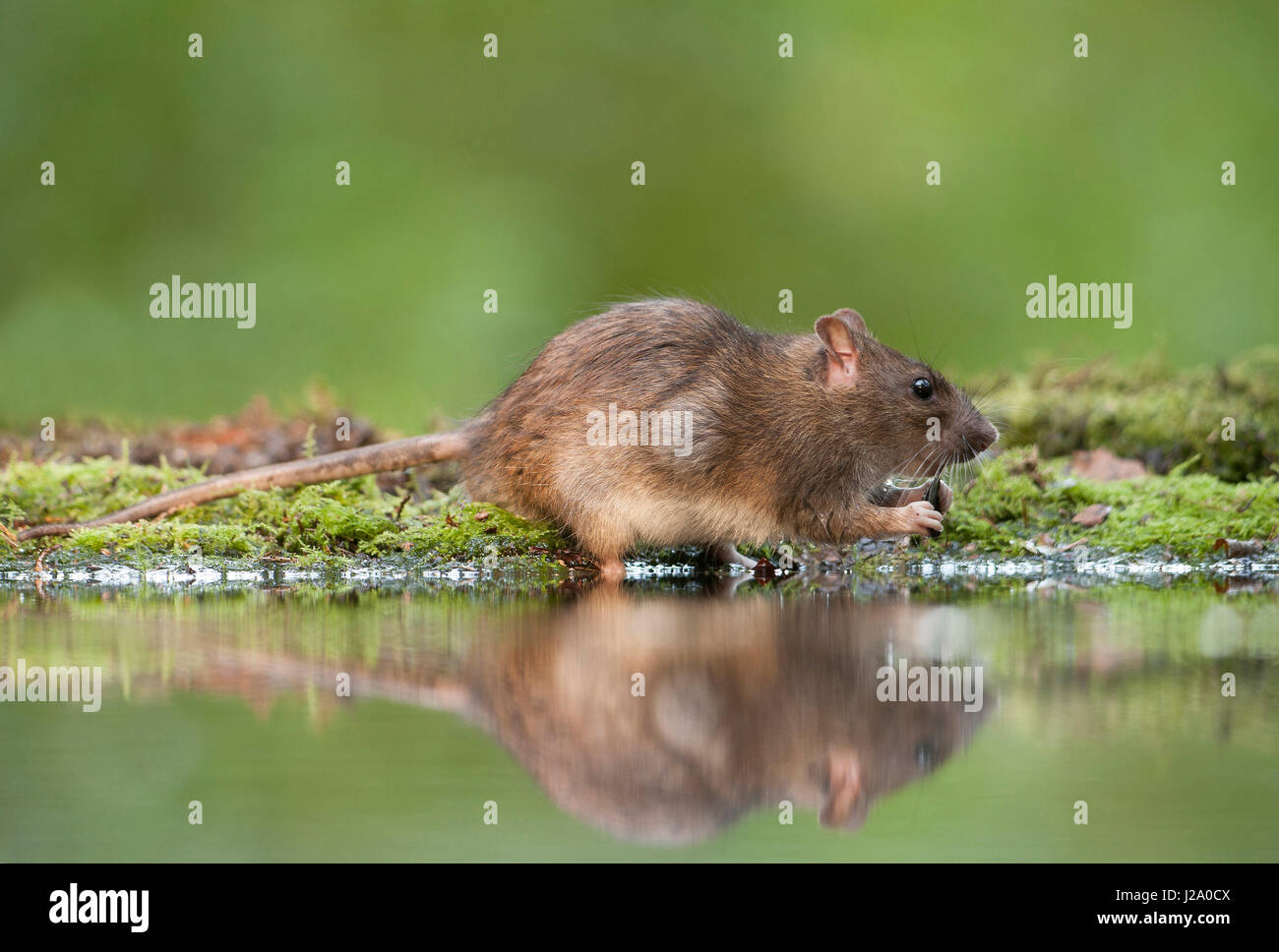 Brown rat drinking at a forest pond Stock Photo - Alamy