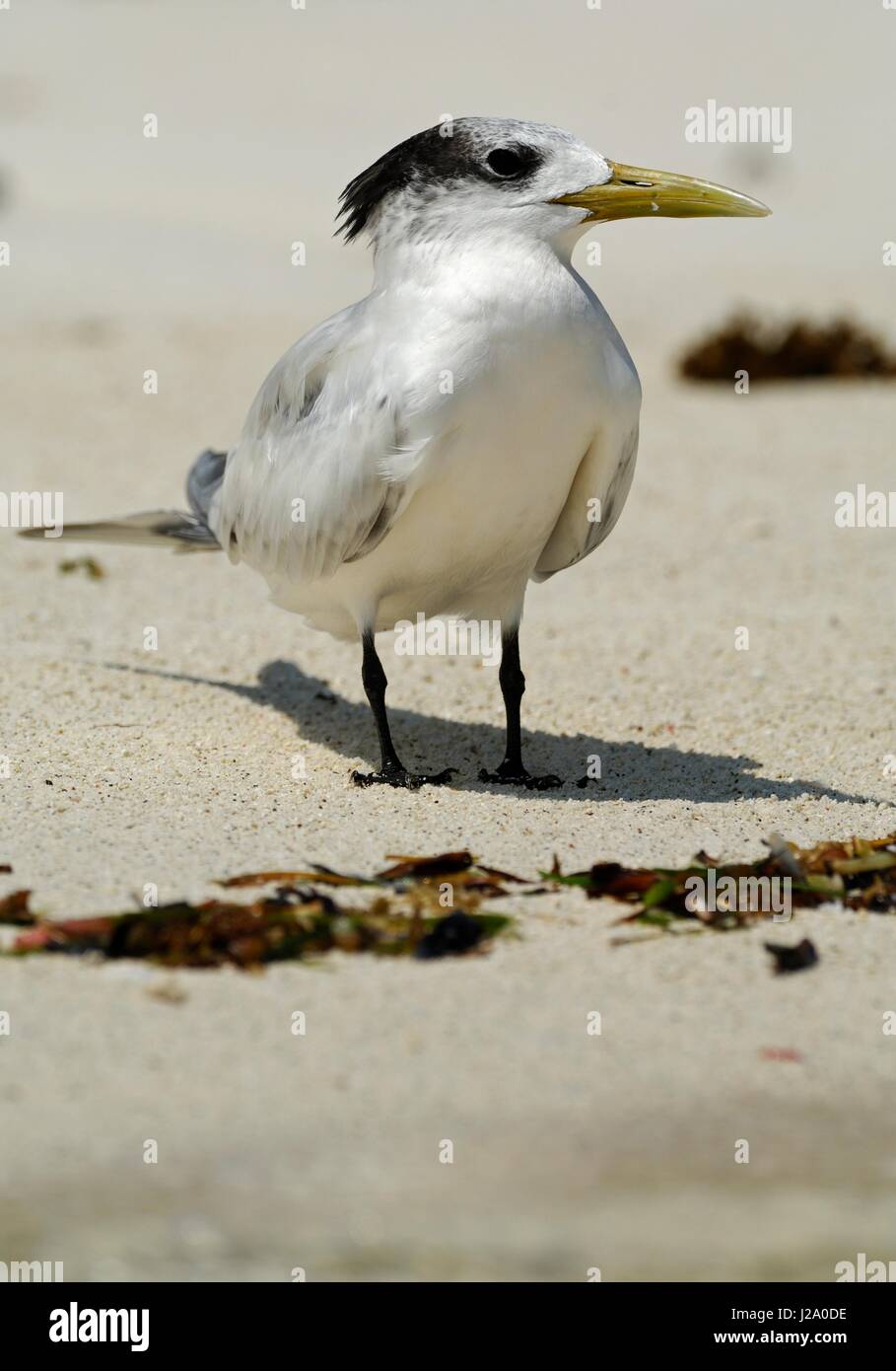 Greater Crested Tern on the beach Stock Photo - Alamy