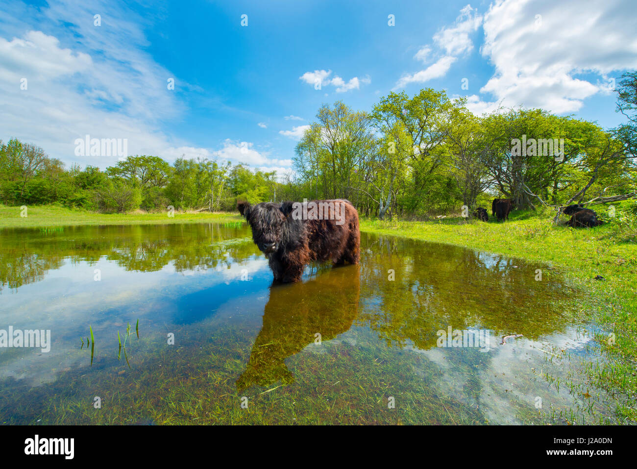 Galloway cow in wet dune slack during summer Stock Photo - Alamy