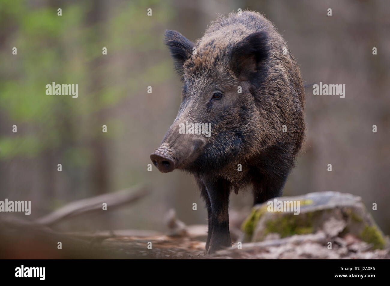 A Wild boar in the forest Stock Photo - Alamy
