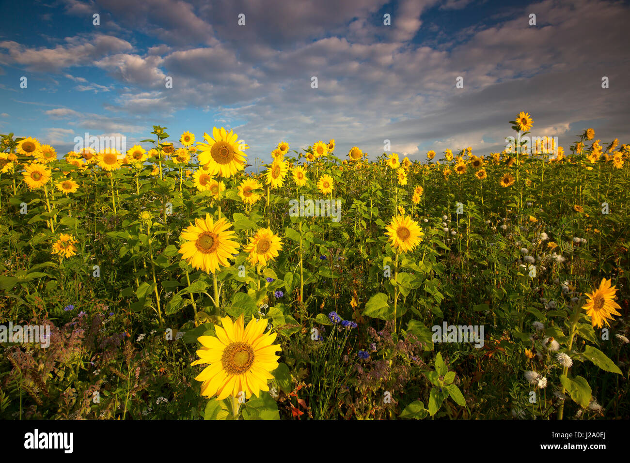 Indian sunflowers hi-res stock photography and images - Alamy