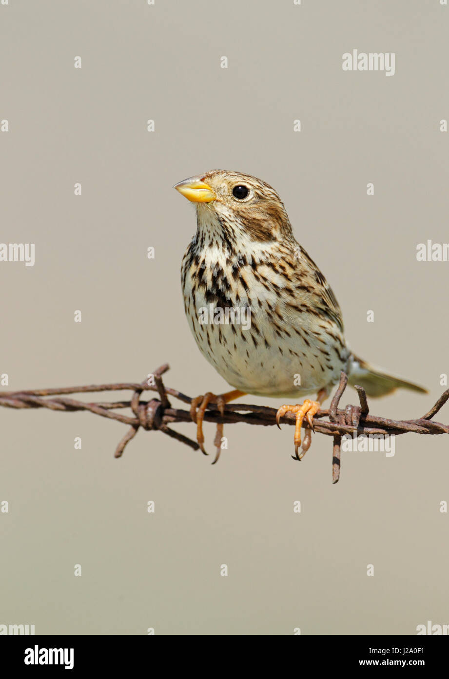 Corn Bunting at barbed wire Stock Photo - Alamy