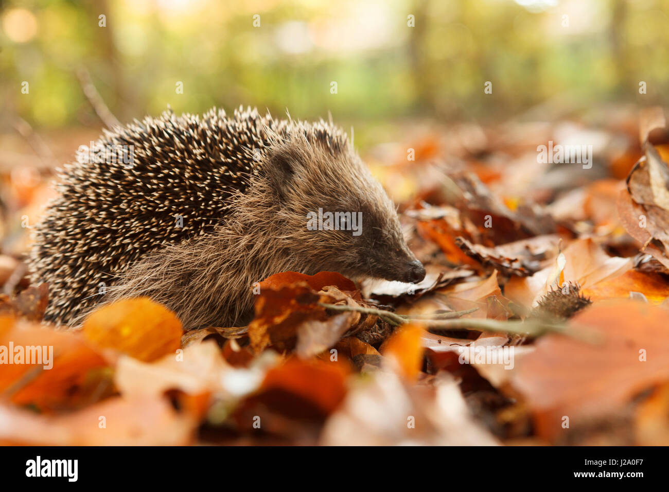 Hedgehog in woodland hi-res stock photography and images - Alamy
