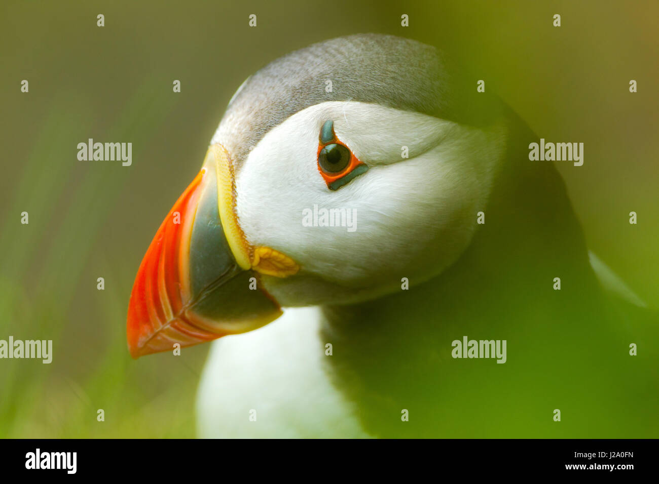 Portrait of an Atlantic Puffin Stock Photo - Alamy