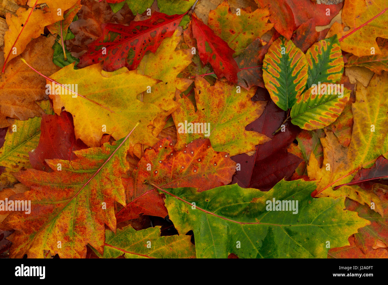 collection autumn leaves Stock Photo - Alamy