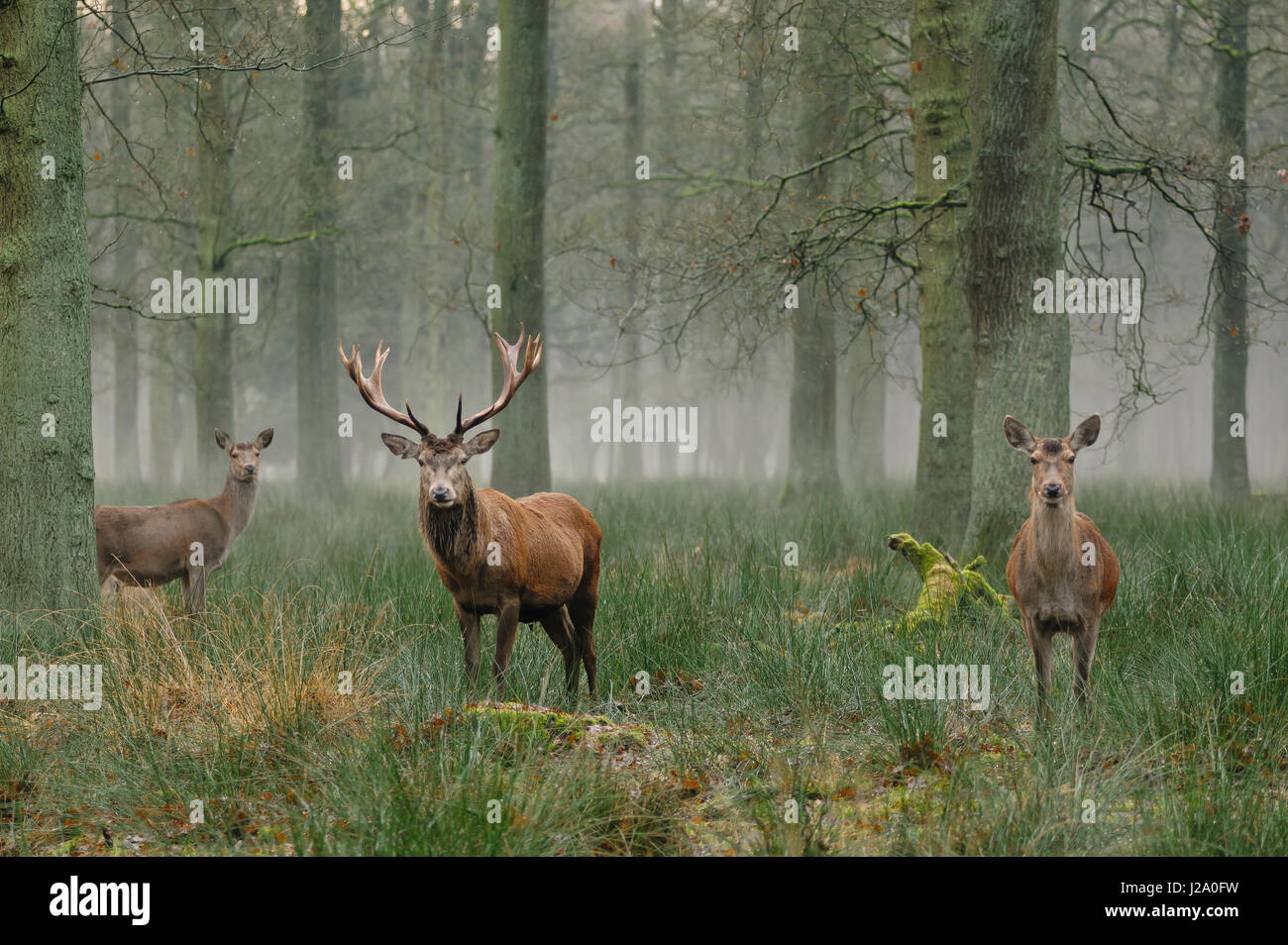 Three Red deer in a pine forest Stock Photo - Alamy