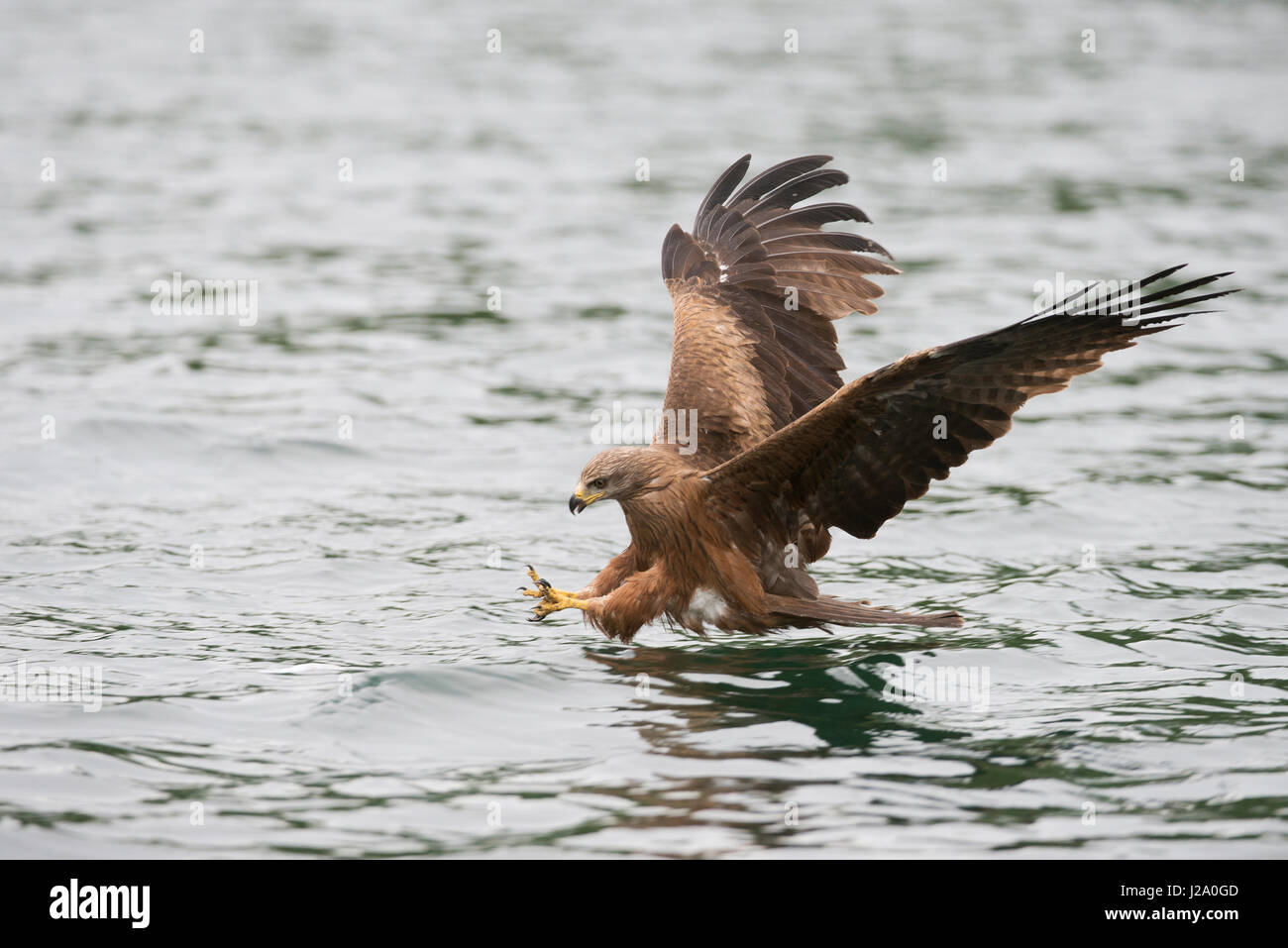 Red to catch hi-res stock photography and images - Alamy