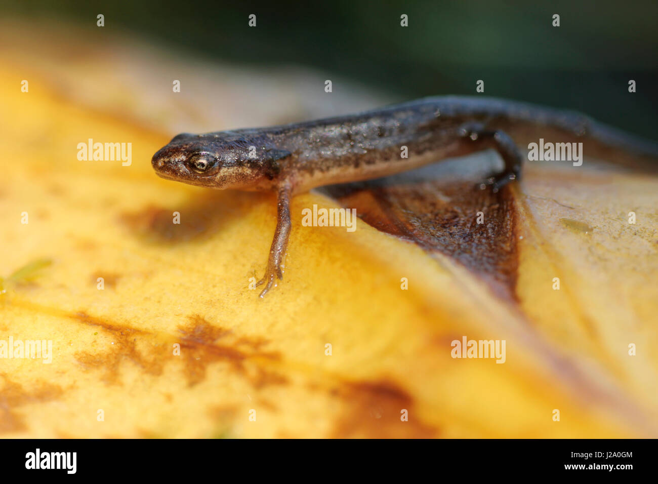 Common Newt on a yellow leaf of a waterlilly Stock Photo - Alamy