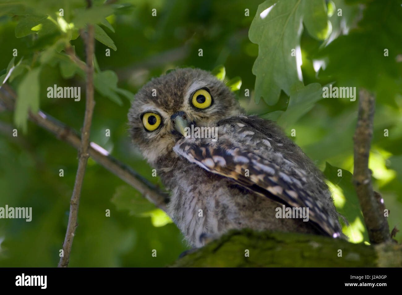 Red oak tree owl hi-res stock photography and images - Alamy