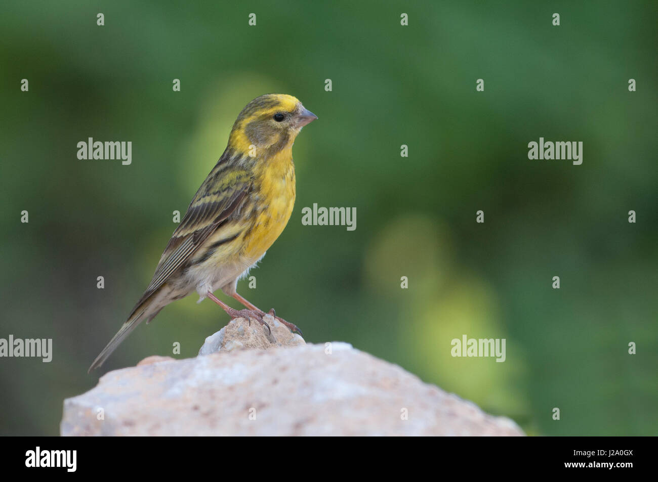 Serin finch hi-res stock photography and images - Alamy