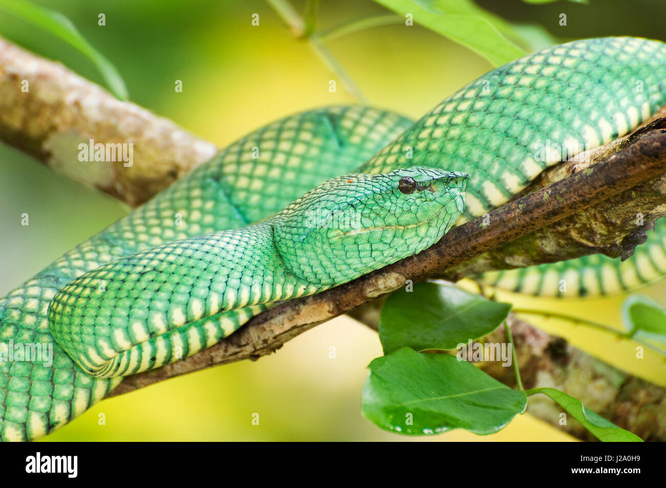 Wagler's pit viper on Borneo, Sarawak Stock Photo - Alamy