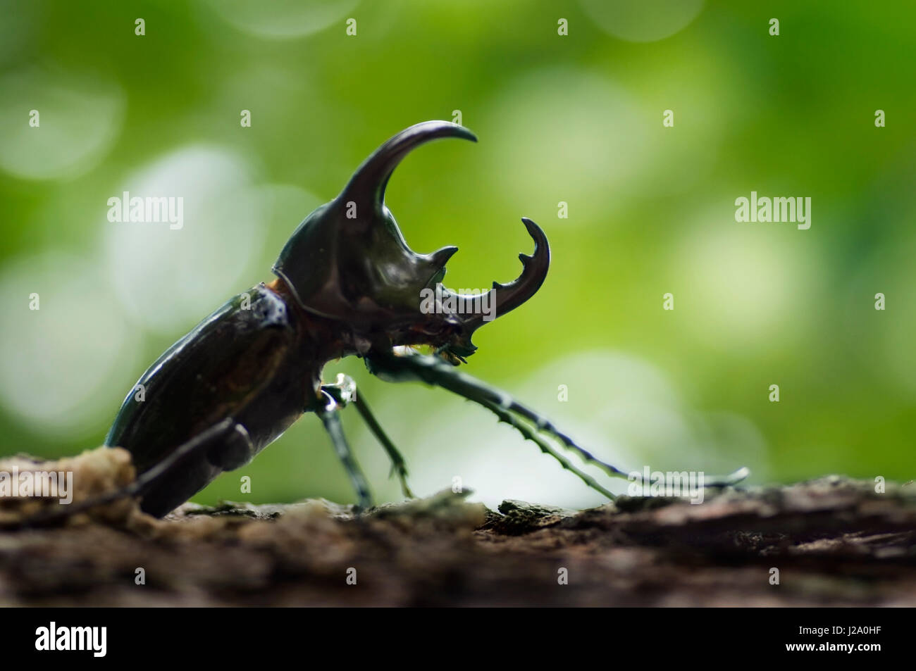 Sarawak rainforest hi-res stock photography and images - Alamy