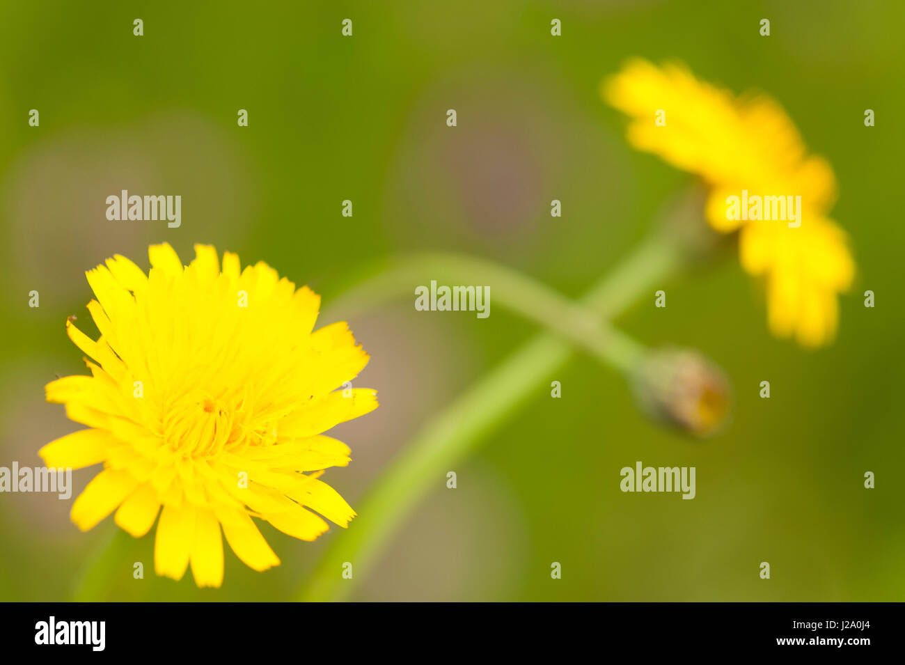 Cats ear flower hi-res stock photography and images - Alamy