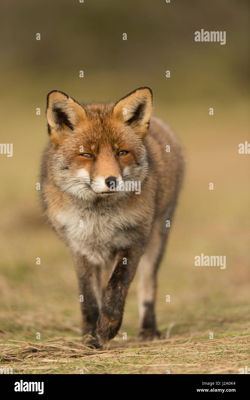 Fox movement hi-res stock photography and images - Alamy