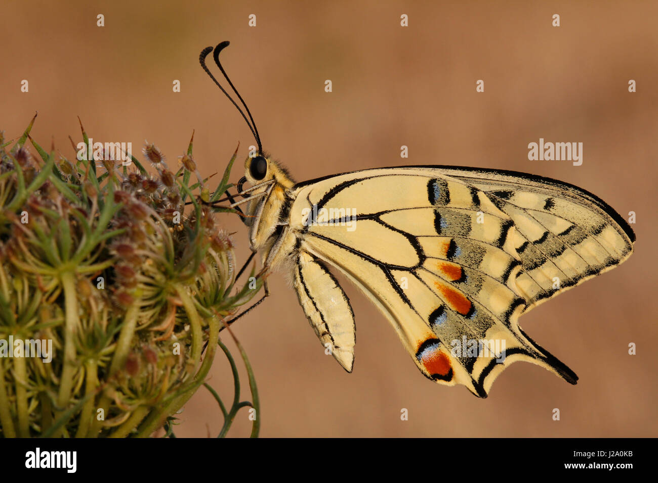 The Old World Swallowtail High Resolution Stock Photography and Images ...