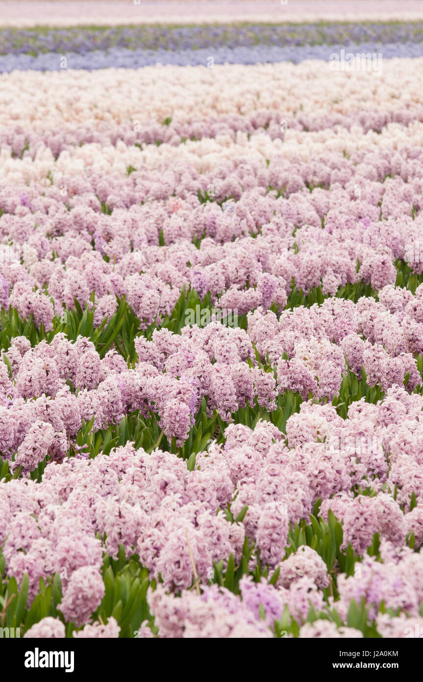 Field of common hyacinths Stock Photo - Alamy