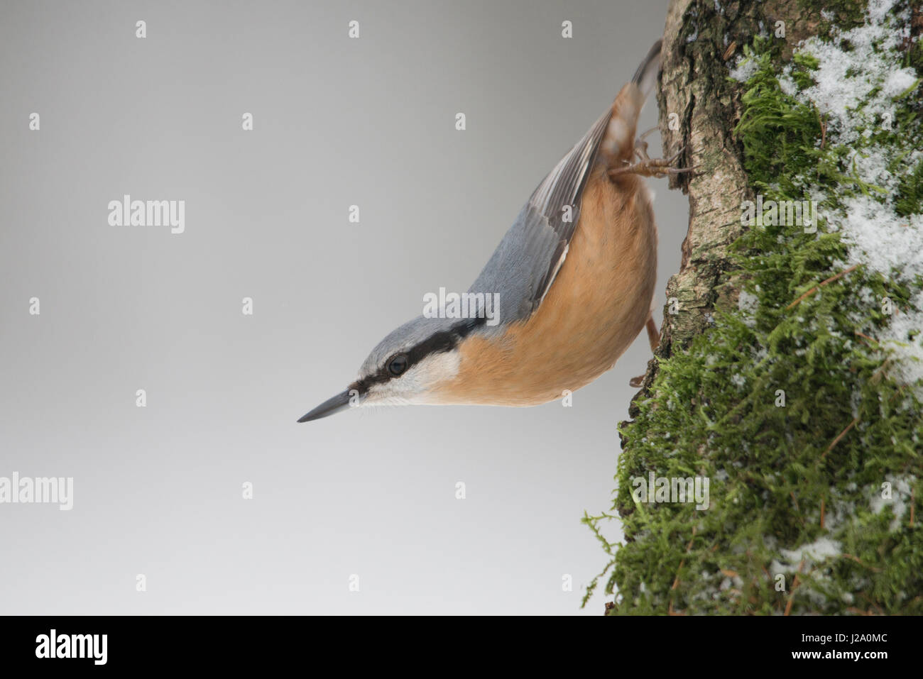 European Nuthatch in a tree in winter conditions Stock Photo - Alamy